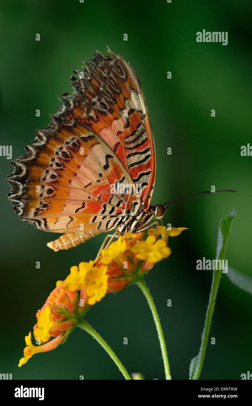 Lacewing butterflies butterfly hi-res stock photography and images - Alamy
