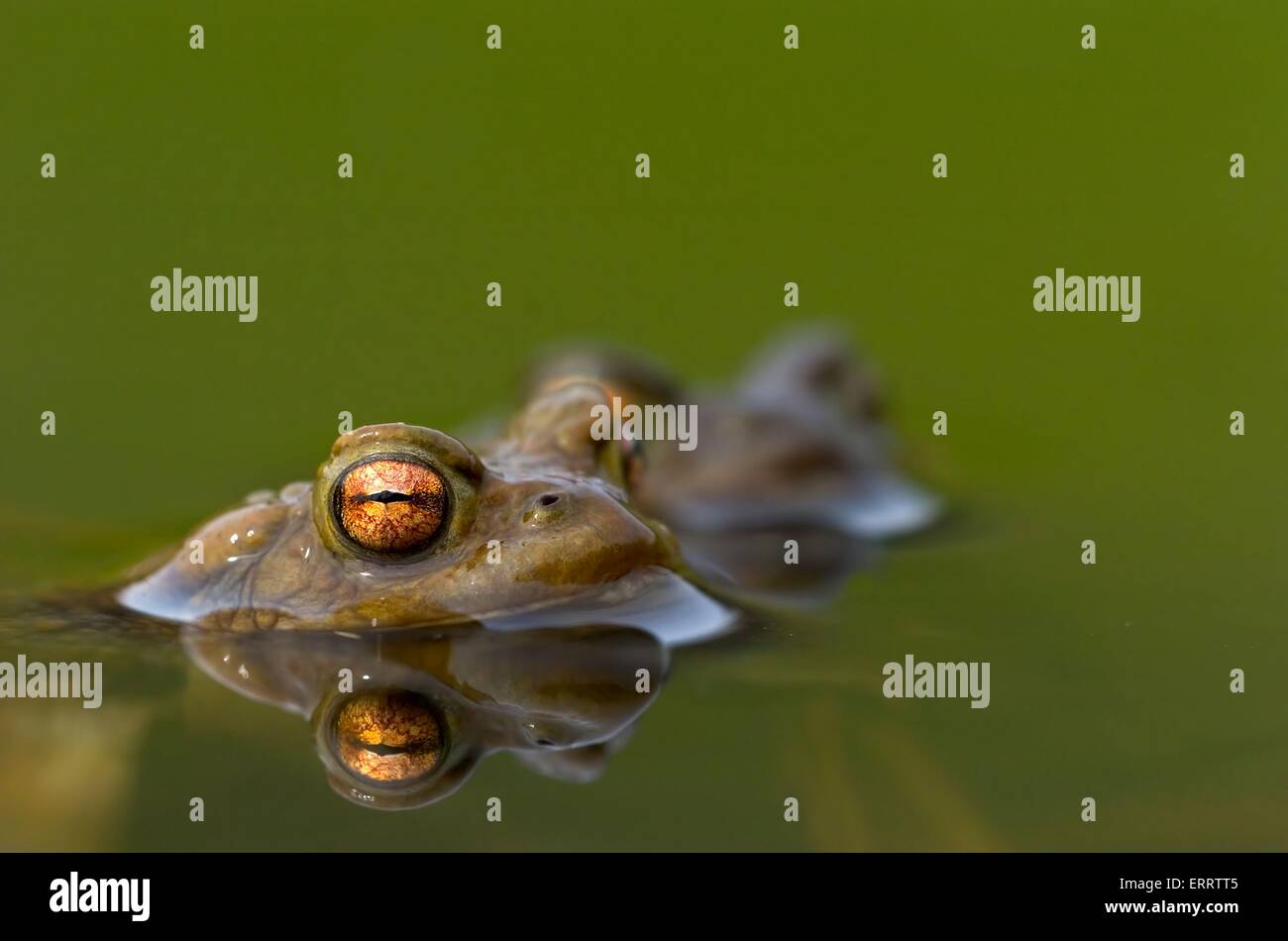 Toad lakes hi-res stock photography and images - Alamy