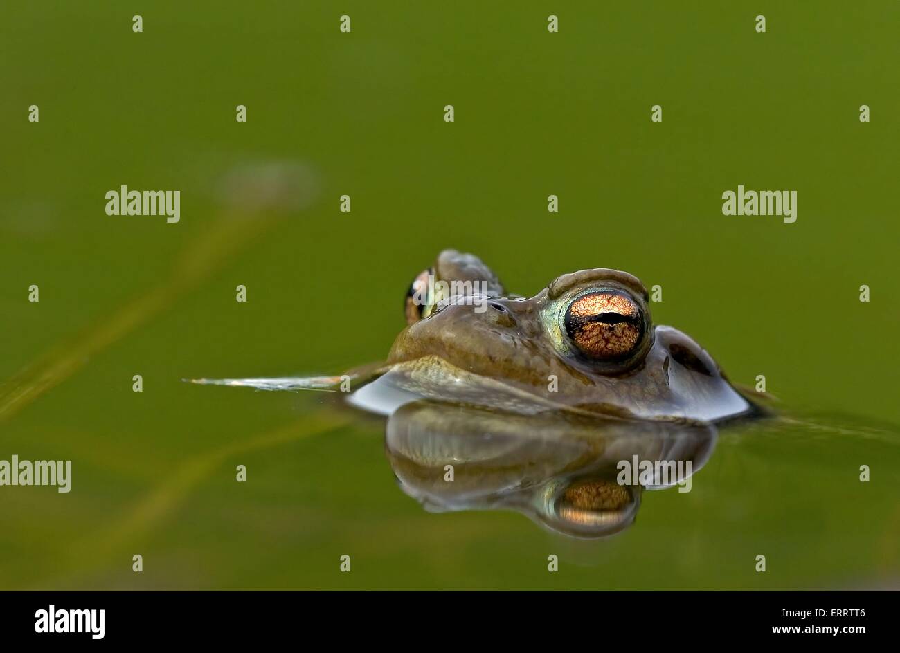 Sea toad hi-res stock photography and images - Alamy