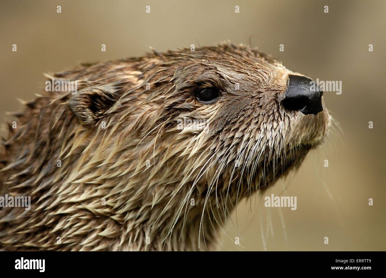 common otter Portrait Stock Photo - Alamy