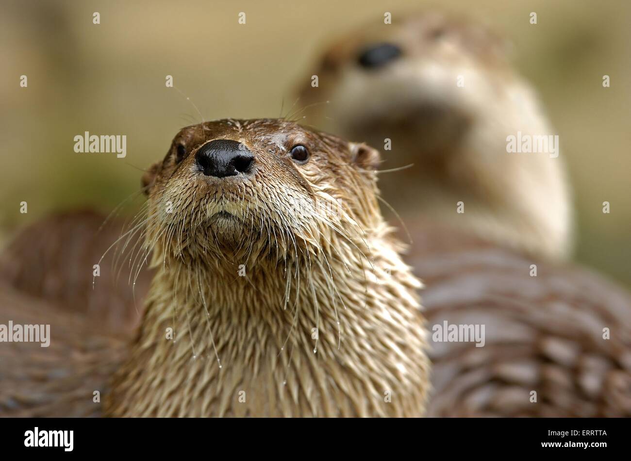 common otter Portrait Stock Photo - Alamy