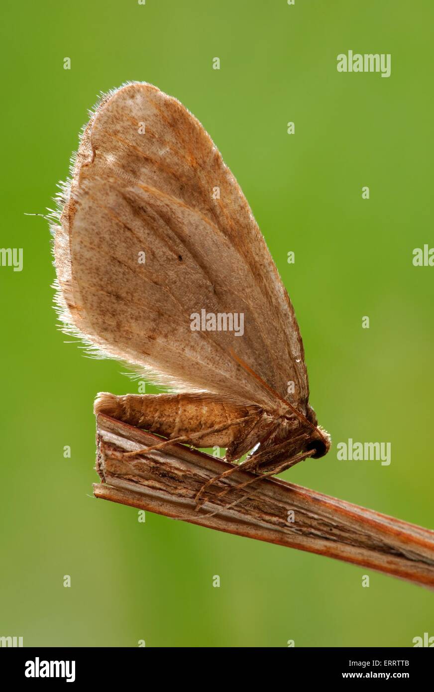 Winter moth hi-res stock photography and images - Alamy