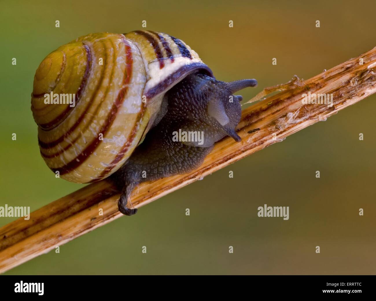 Gardensnail hi-res stock photography and images - Alamy