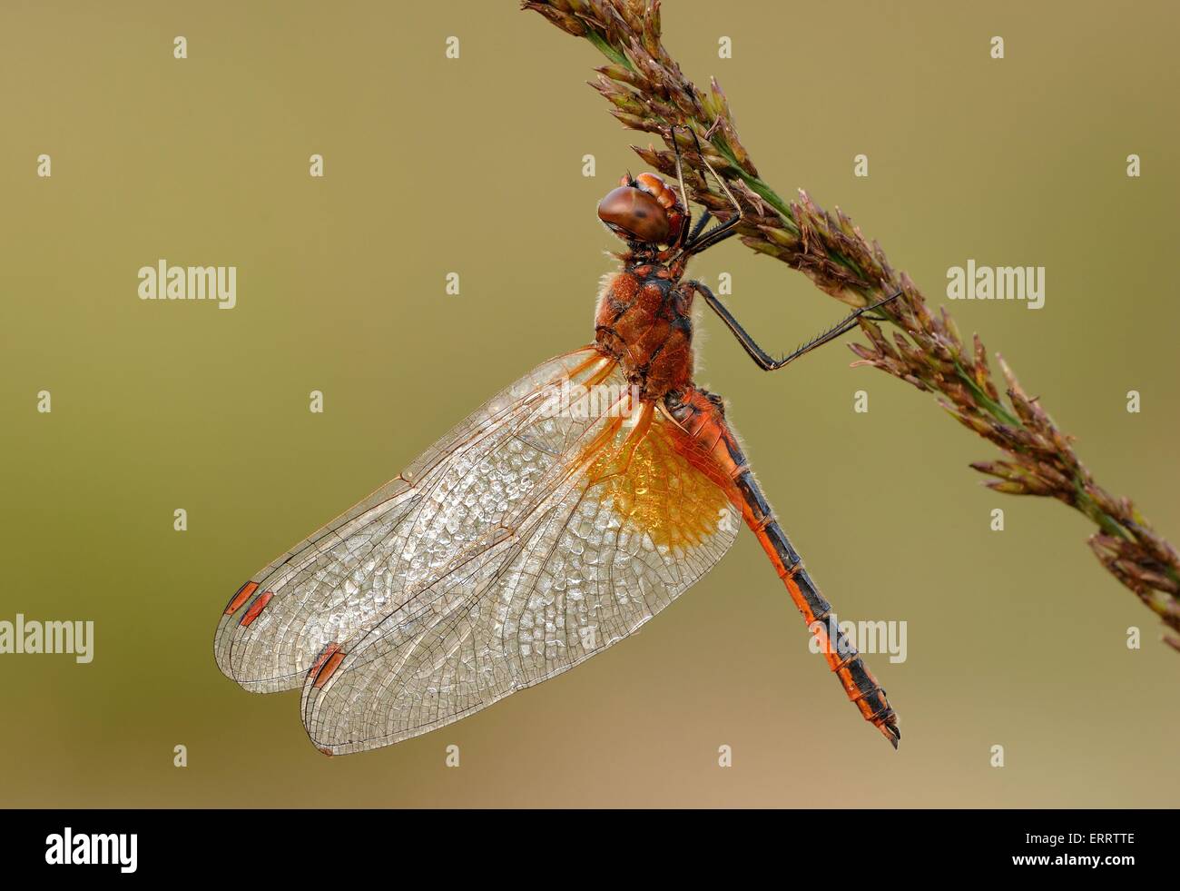 Red percher dragonfly hi-res stock photography and images - Alamy