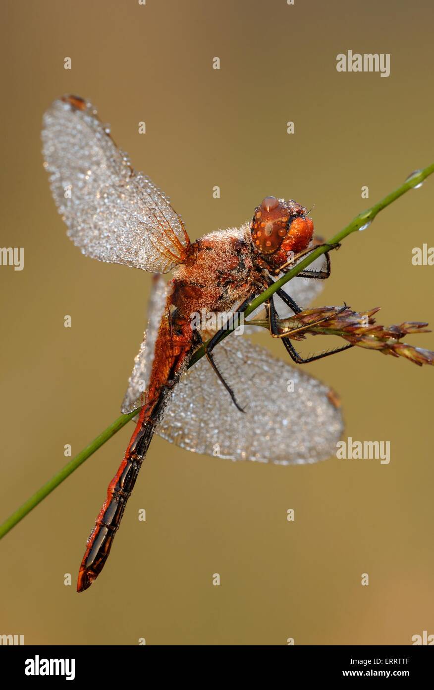 Red Percher Dragonfly High Resolution Stock Photography and Images - Alamy