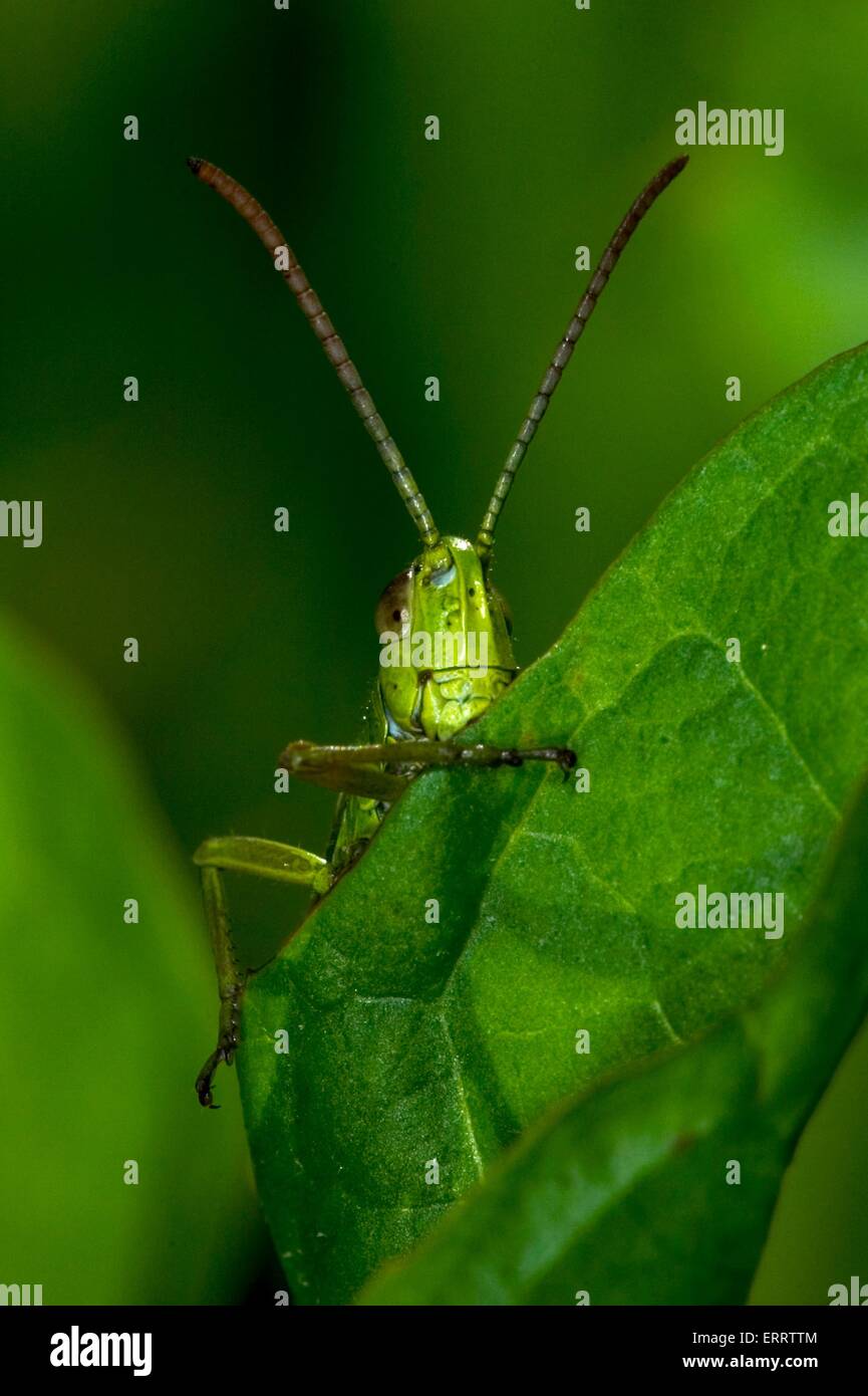 Grashopper chorthippus hi-res stock photography and images - Alamy