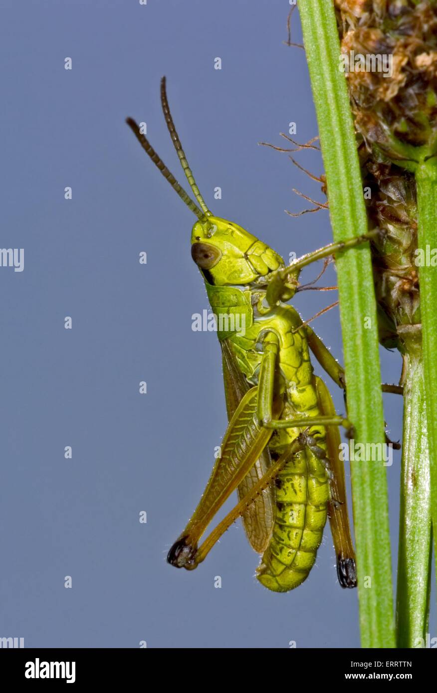 Grashopper chorthippus hi-res stock photography and images - Alamy