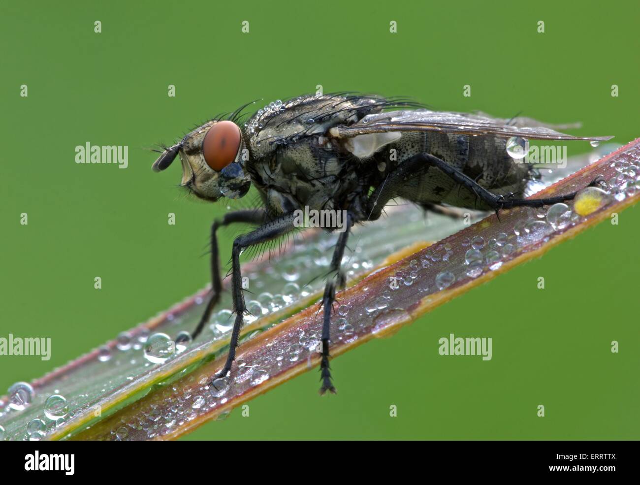 Grey flesh fly sarcophaga carnaria hi-res stock photography and images ...
