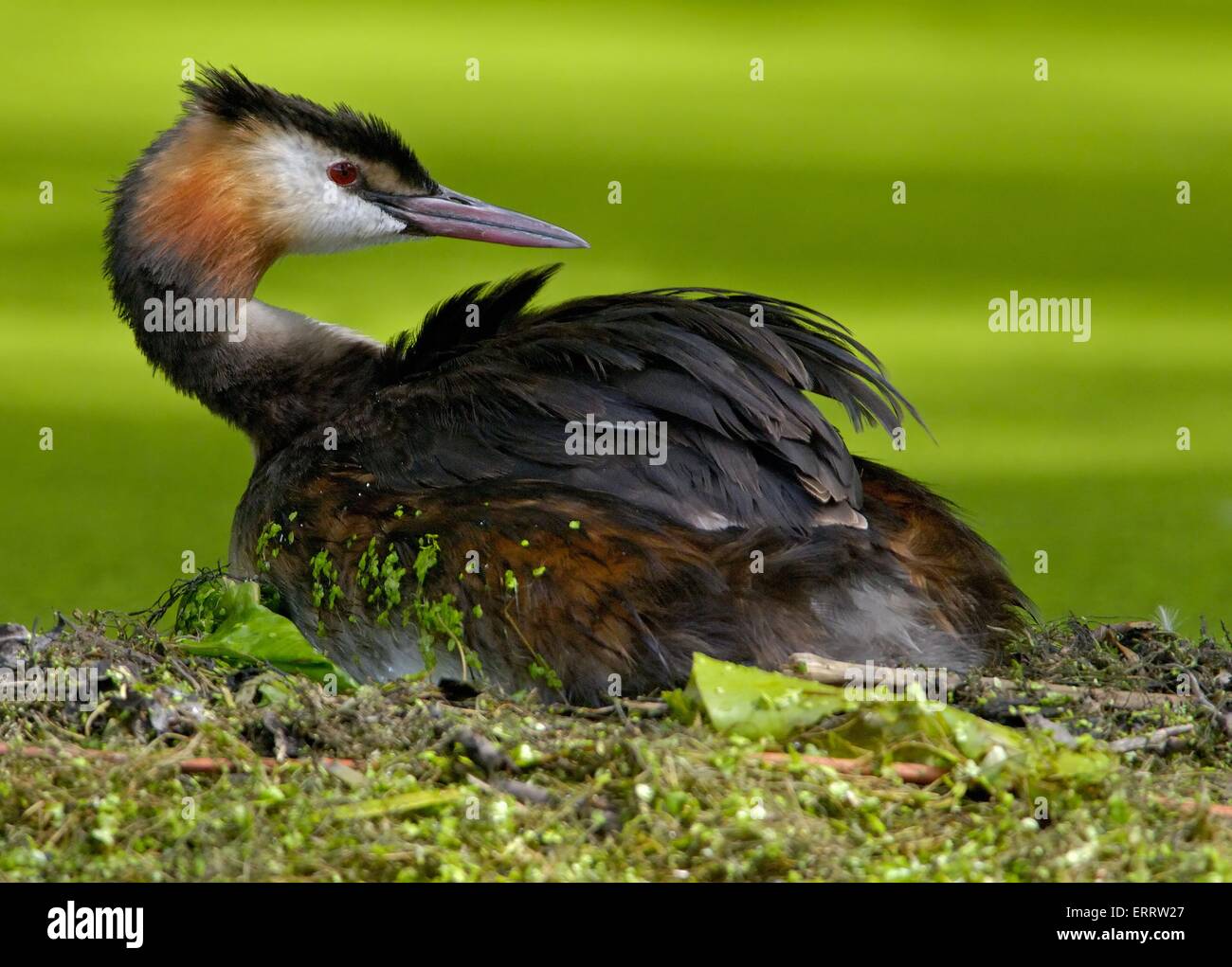 Least grebe birds hi-res stock photography and images - Alamy