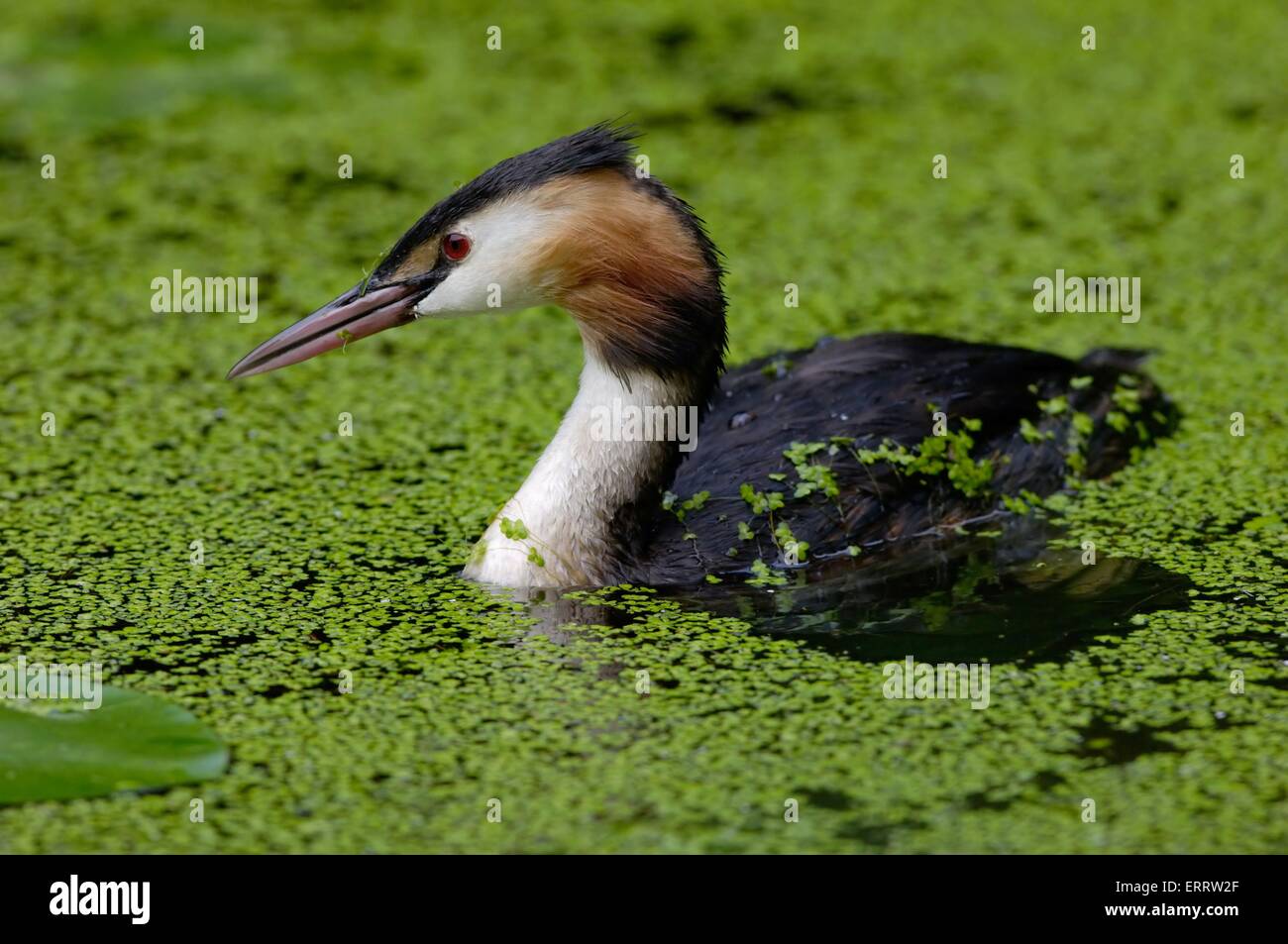 Great Crested Grebe Stock Photo - Alamy
