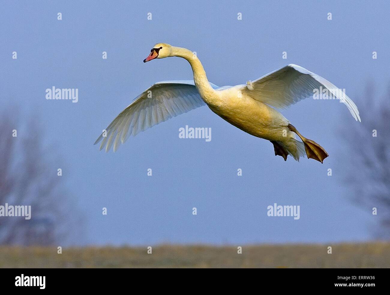 Flying swan hi-res stock photography and images - Alamy