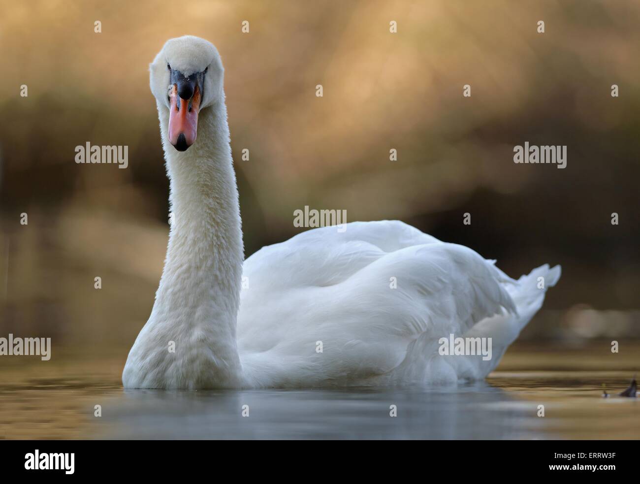 Birds eye view of swan hi-res stock photography and images - Alamy