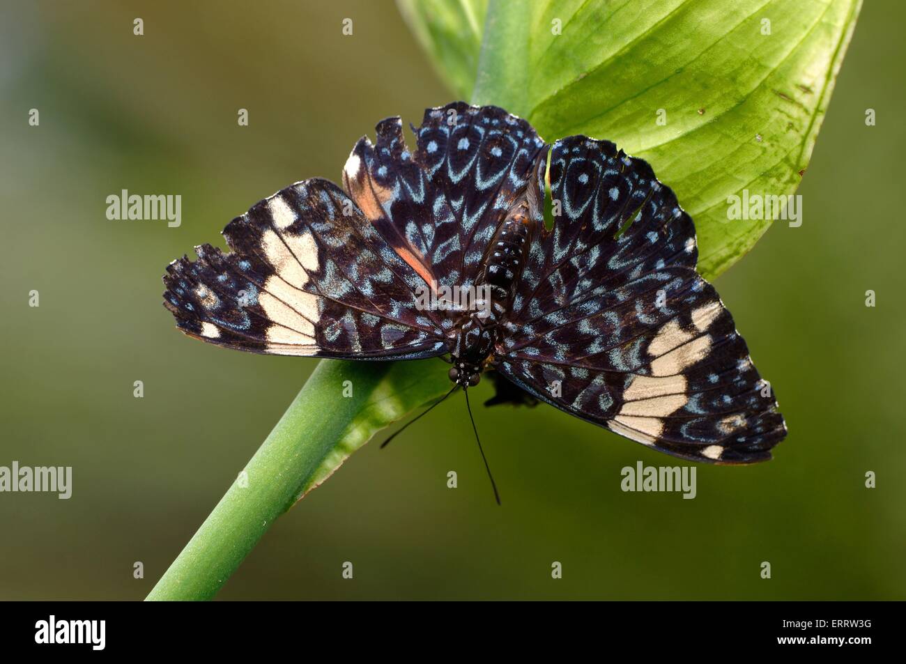 Cracker plant hi-res stock photography and images - Alamy