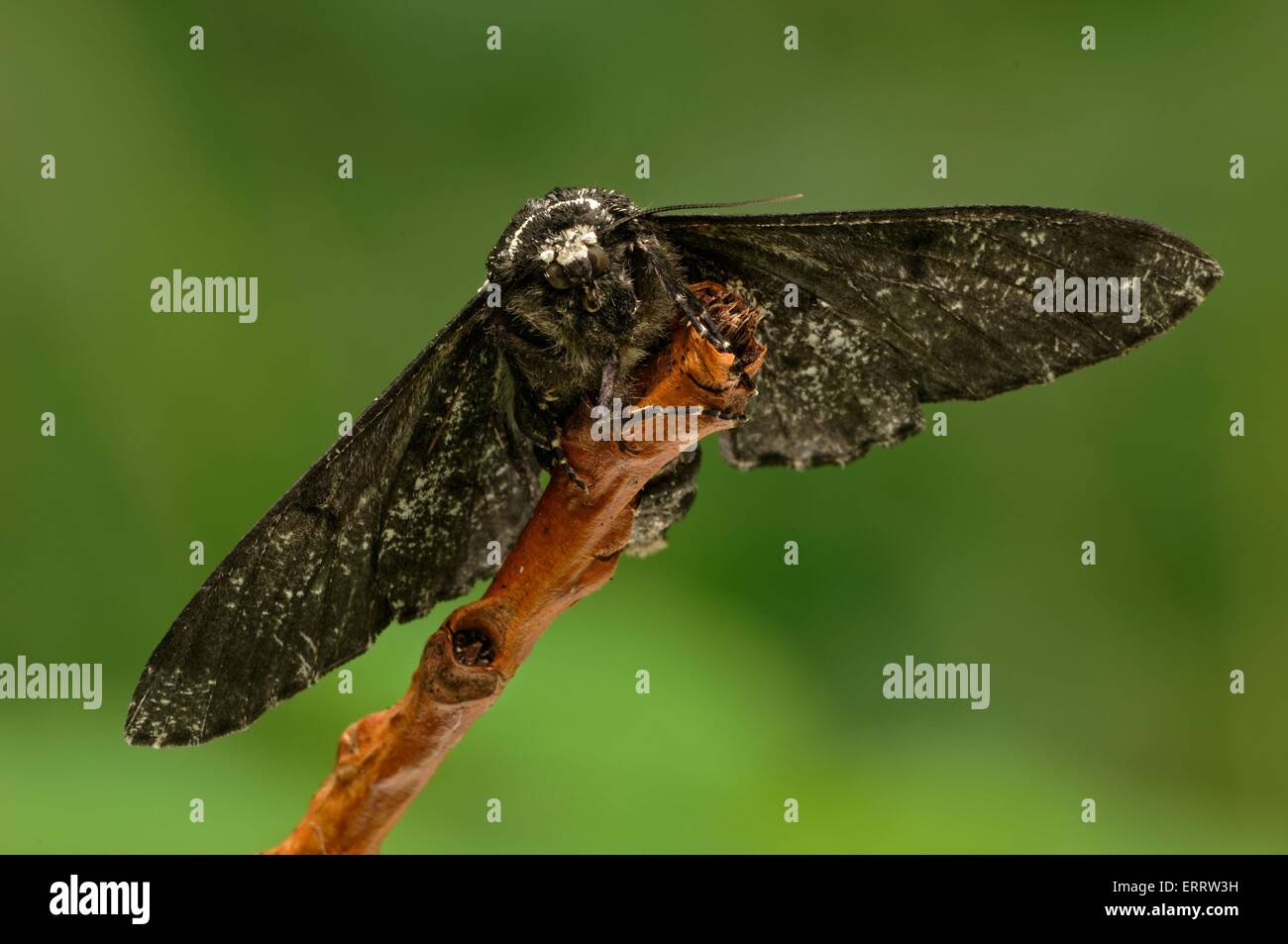 Peppered Moths High Resolution Stock Photography and Images - Alamy