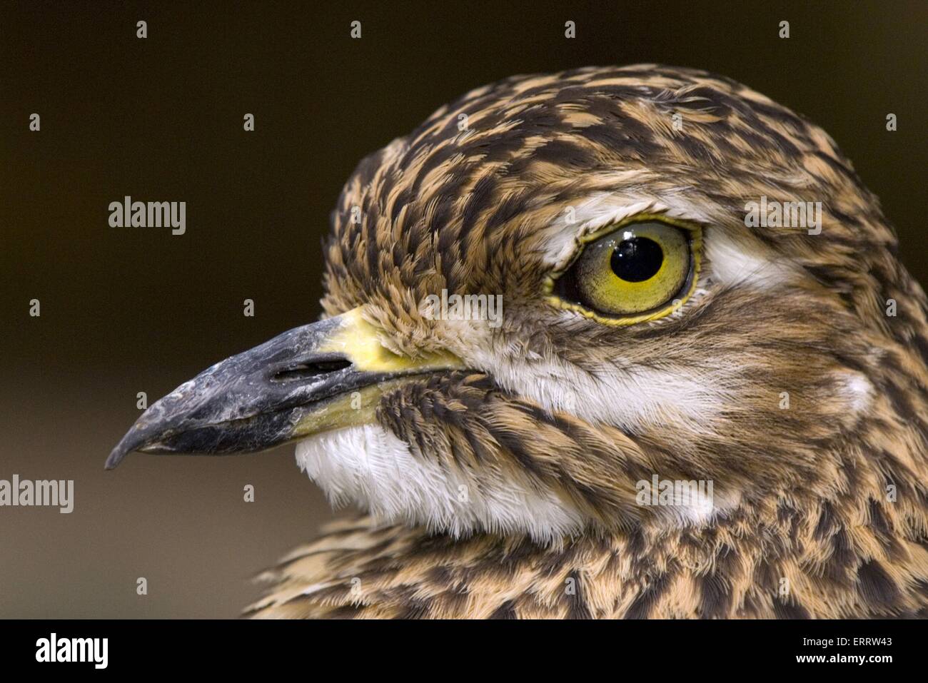 Dikkop hi-res stock photography and images - Alamy