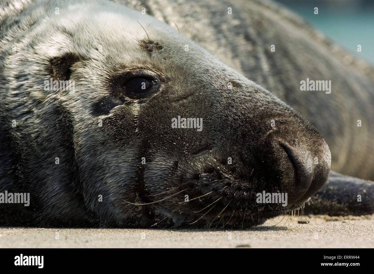 Common seal head side hi-res stock photography and images - Alamy