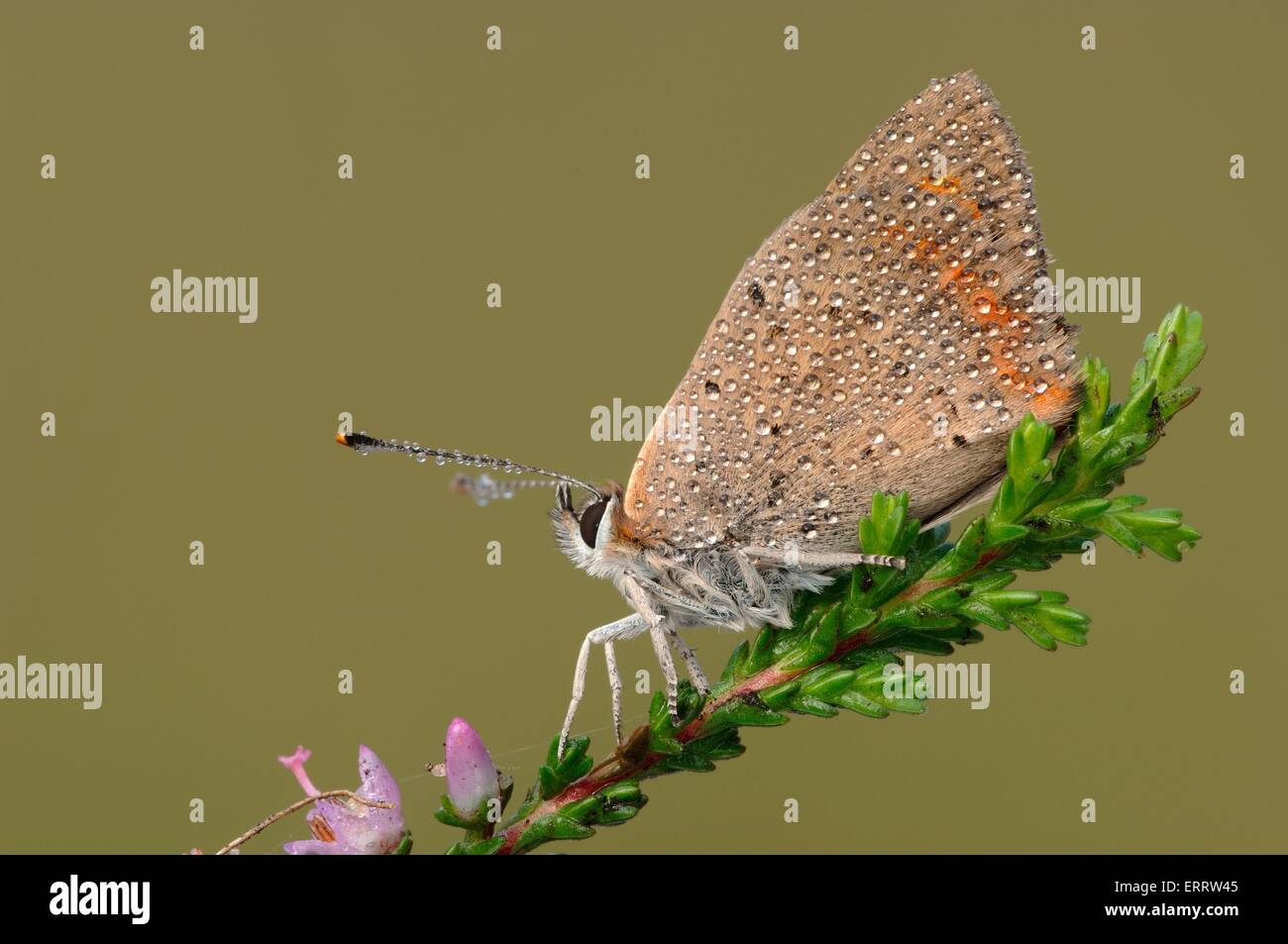 American coppers hi-res stock photography and images - Alamy