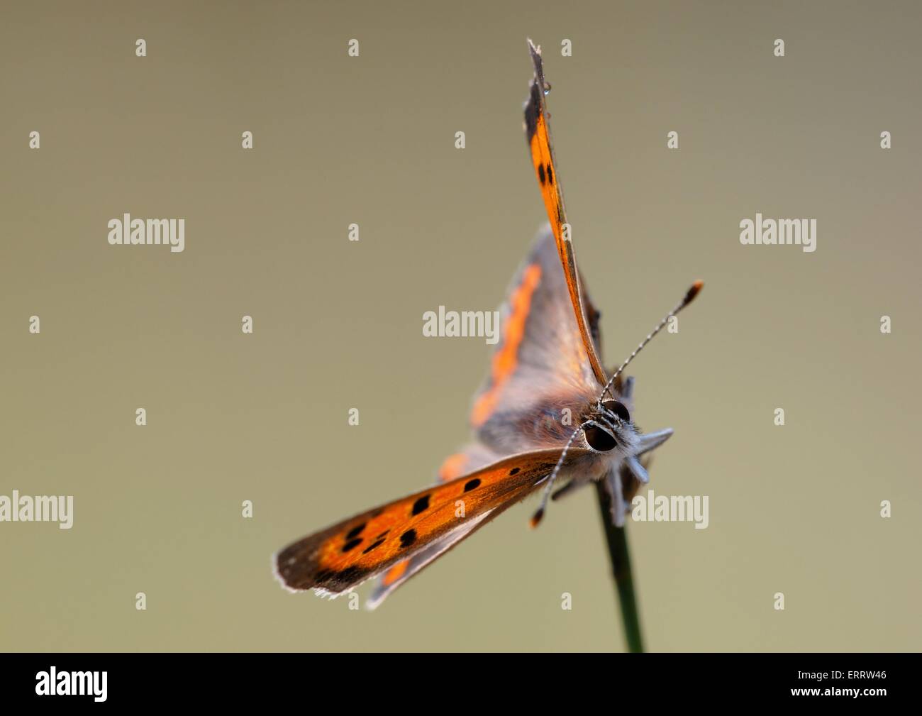 American coppers hi-res stock photography and images - Alamy