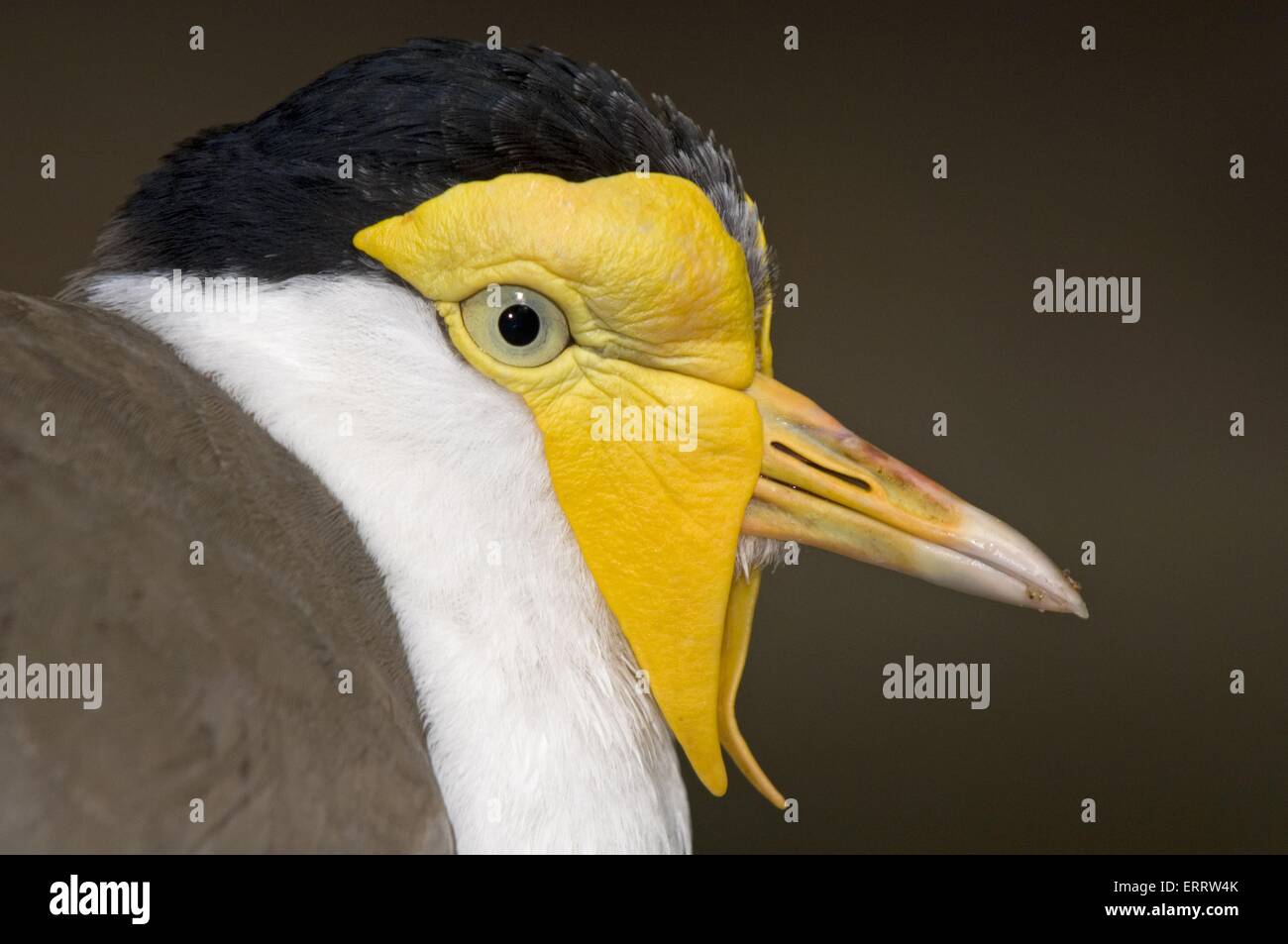 Masked Plover Stock Photos & Masked Plover Stock Images - Alamy