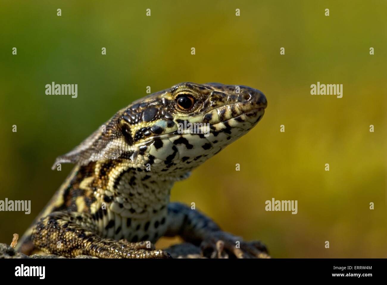 Lateral view of lizard head hi-res stock photography and images - Alamy