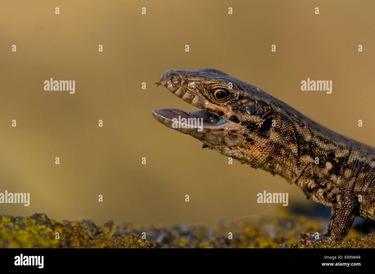 Lateral view of lizard head hi-res stock photography and images - Alamy
