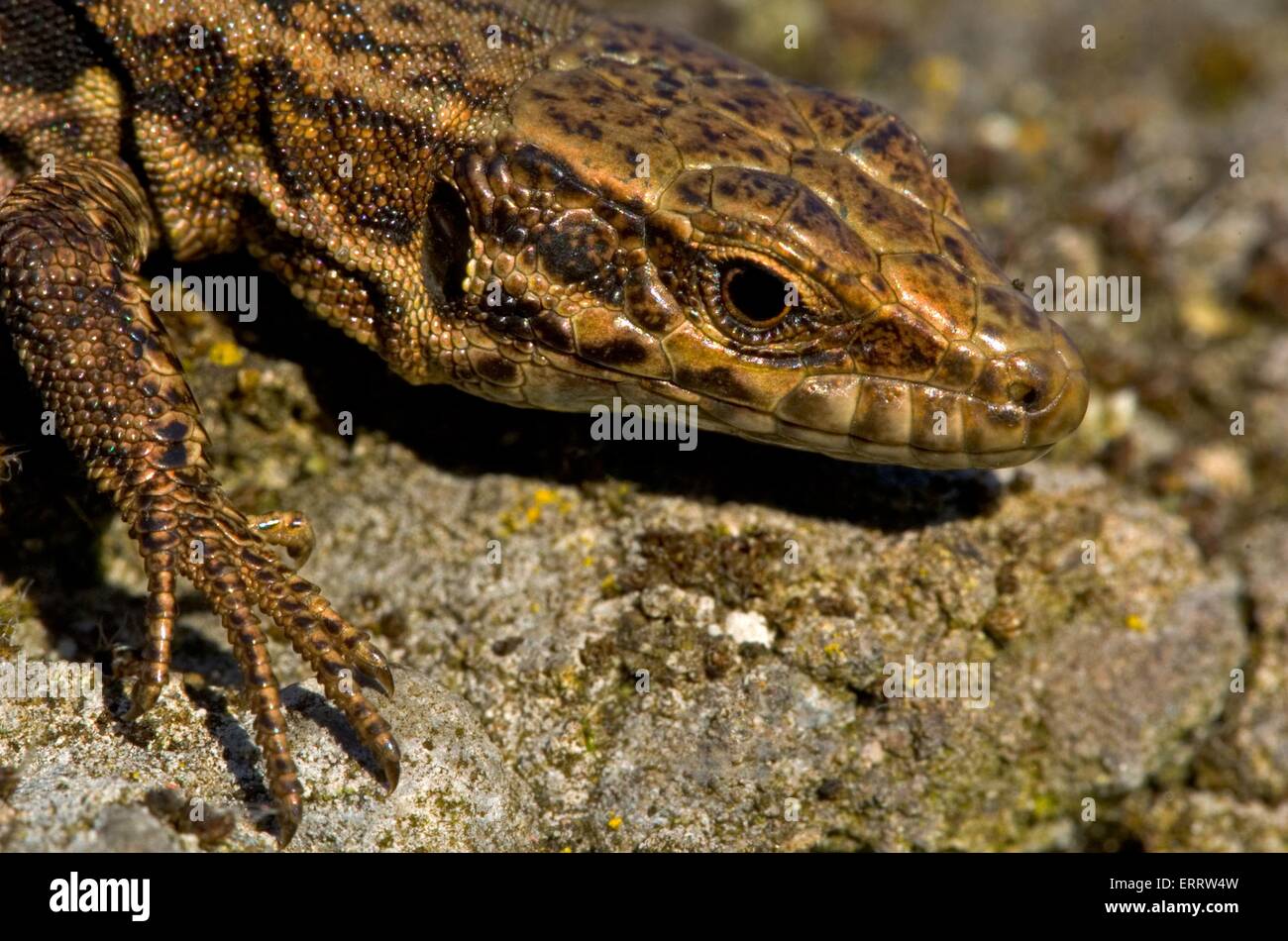 Lateral view of lizard head hi-res stock photography and images - Alamy
