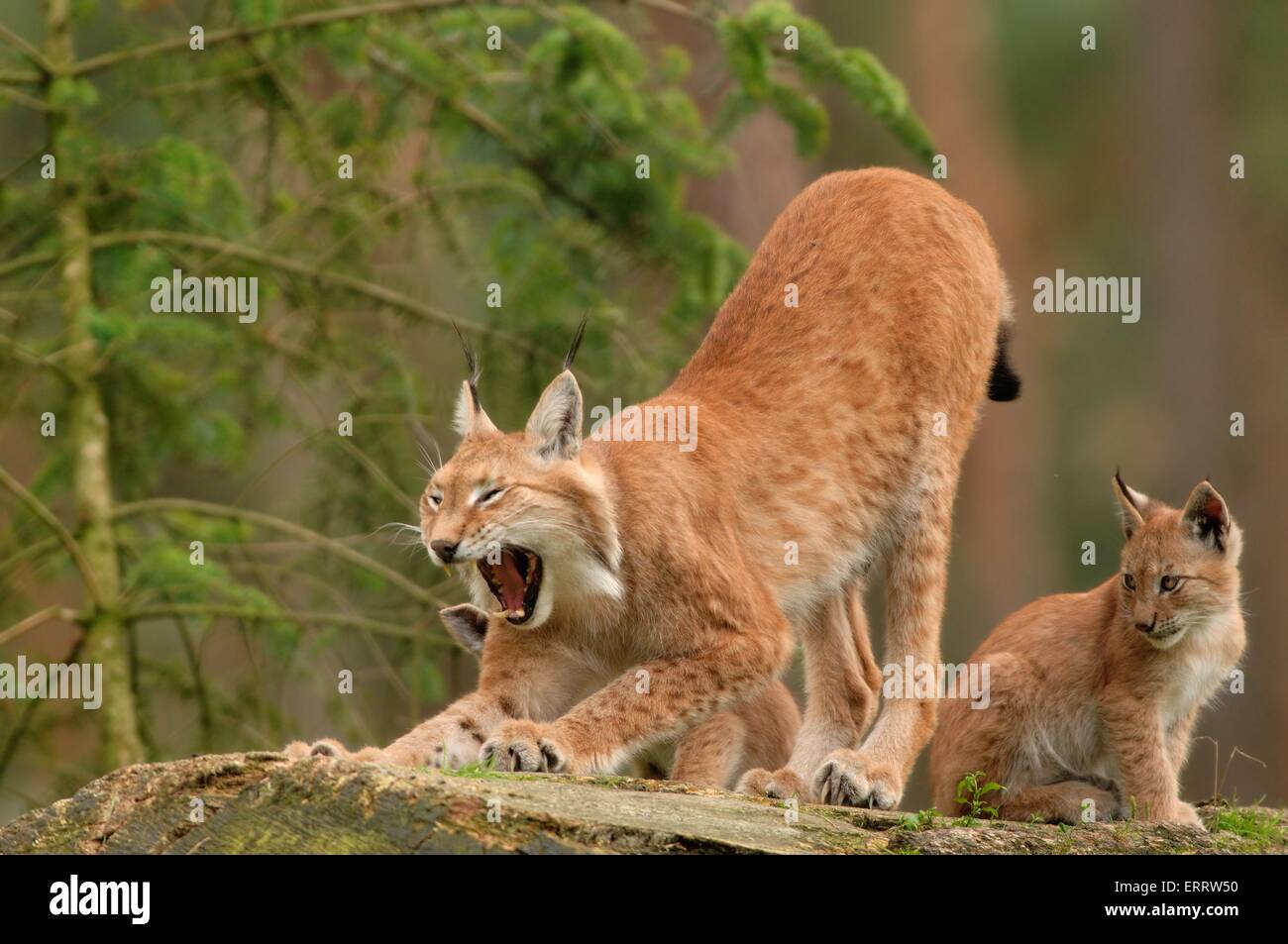 Mother and baby lynx hi-res stock photography and images - Alamy