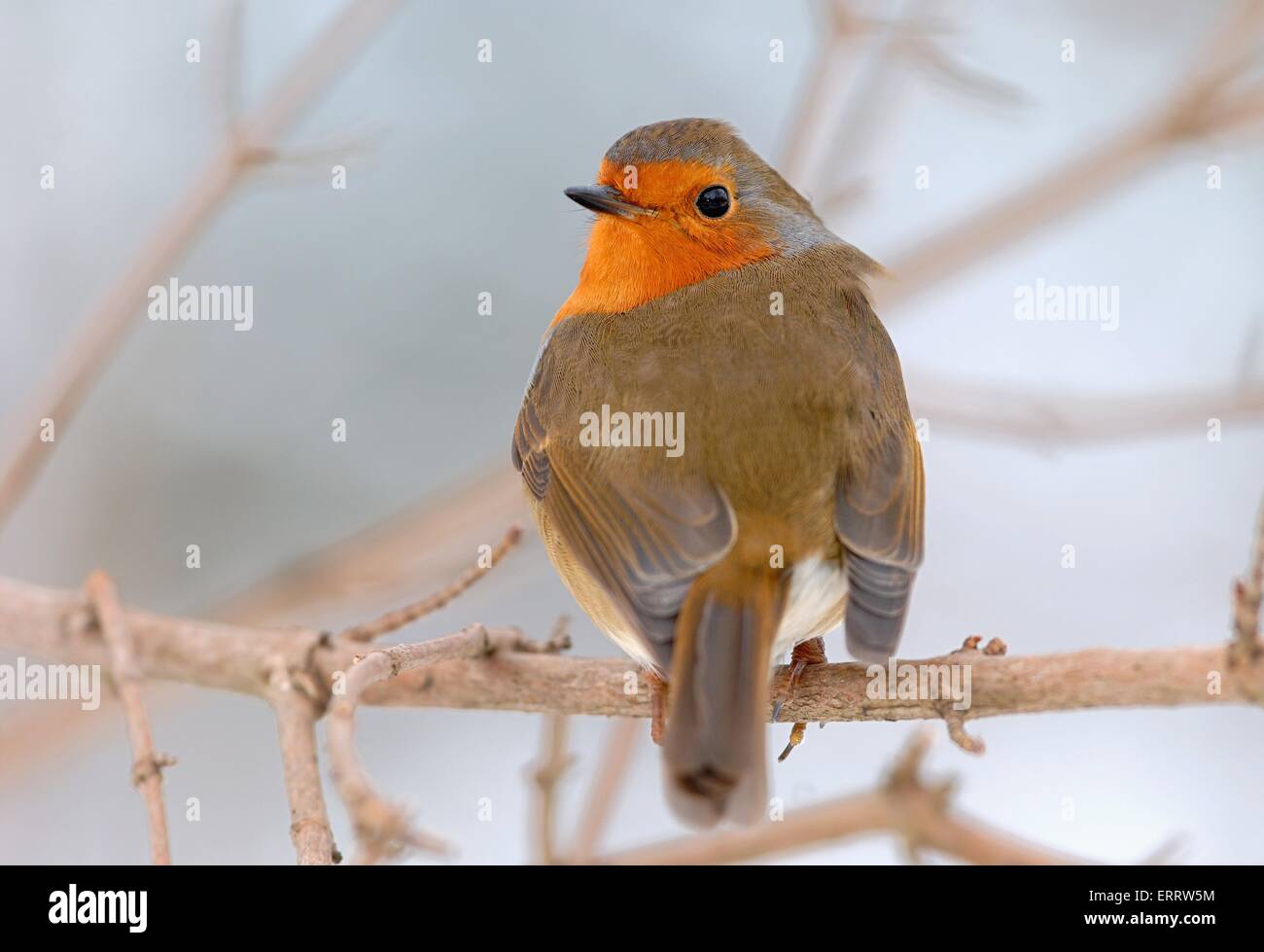 Redbreast hi-res stock photography and images - Alamy