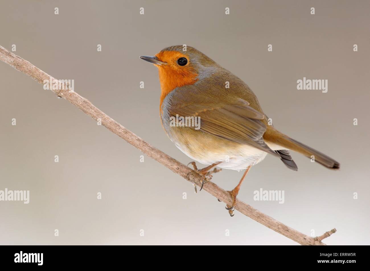 Side profile of robin hi-res stock photography and images - Alamy
