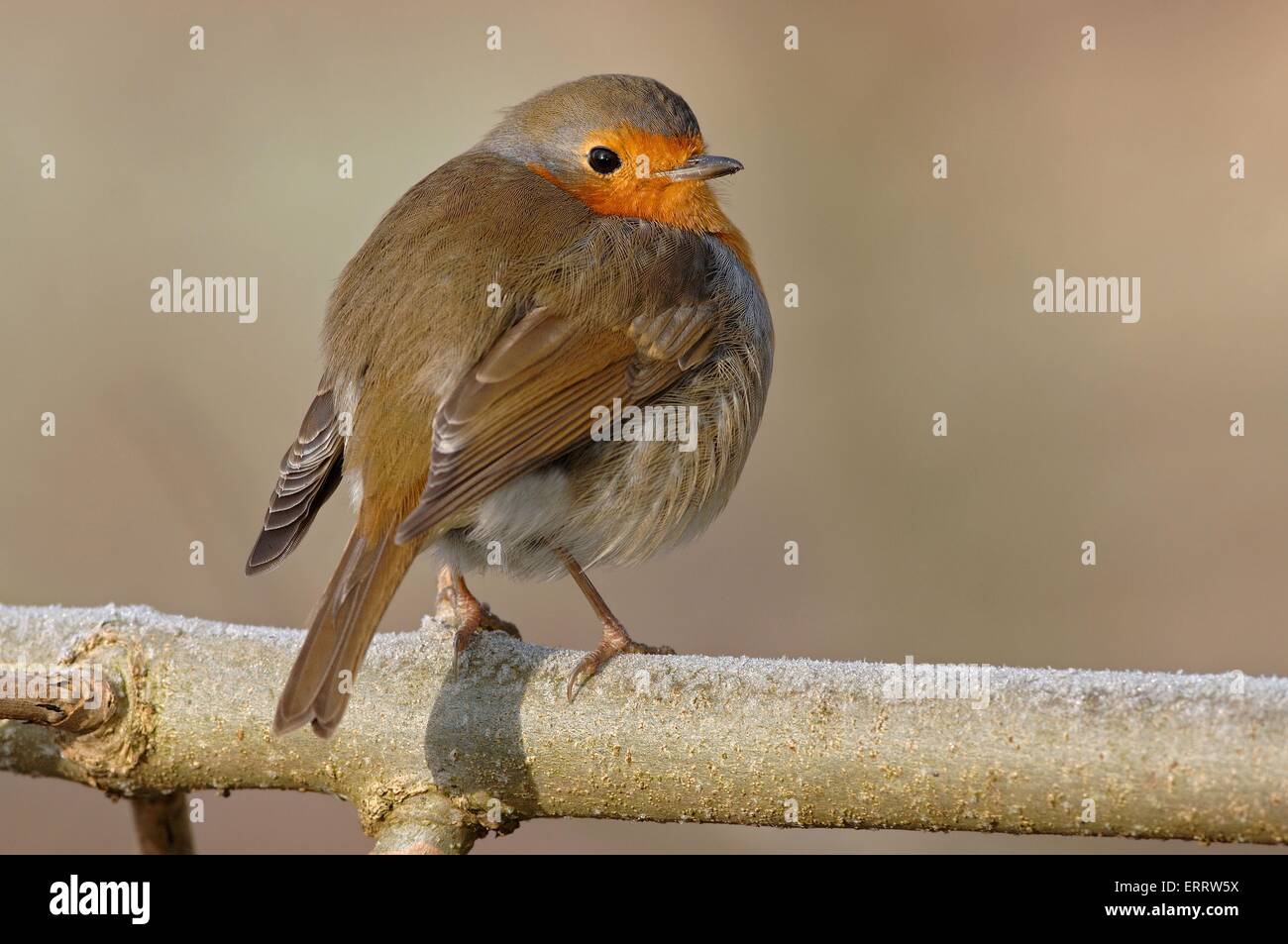 Robin rear view hi-res stock photography and images - Alamy