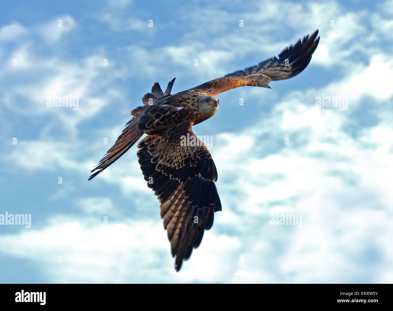 Flying red kite hi-res stock photography and images - Alamy