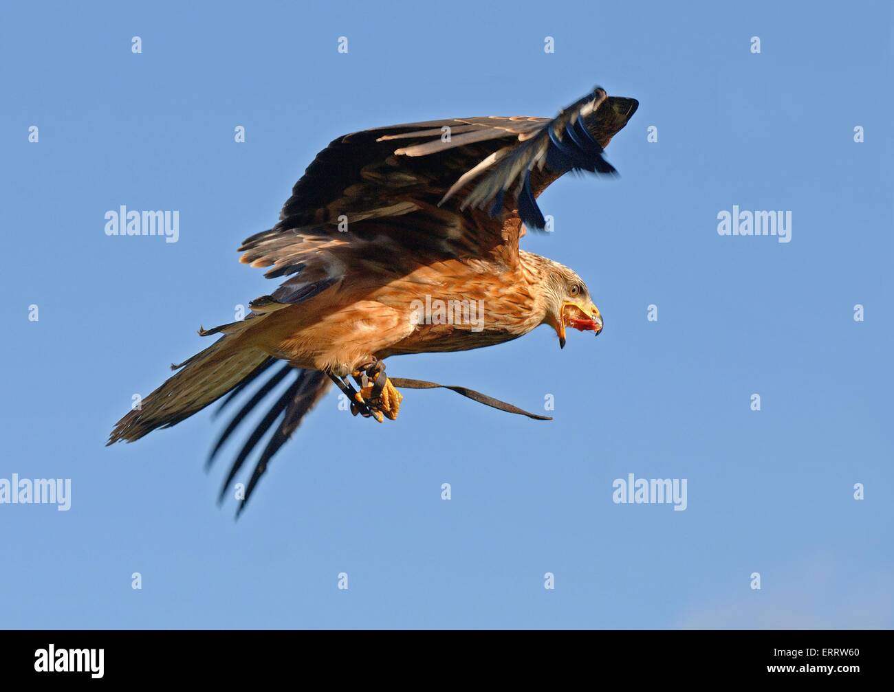 Profile view red kite milvus hi-res stock photography and images - Alamy