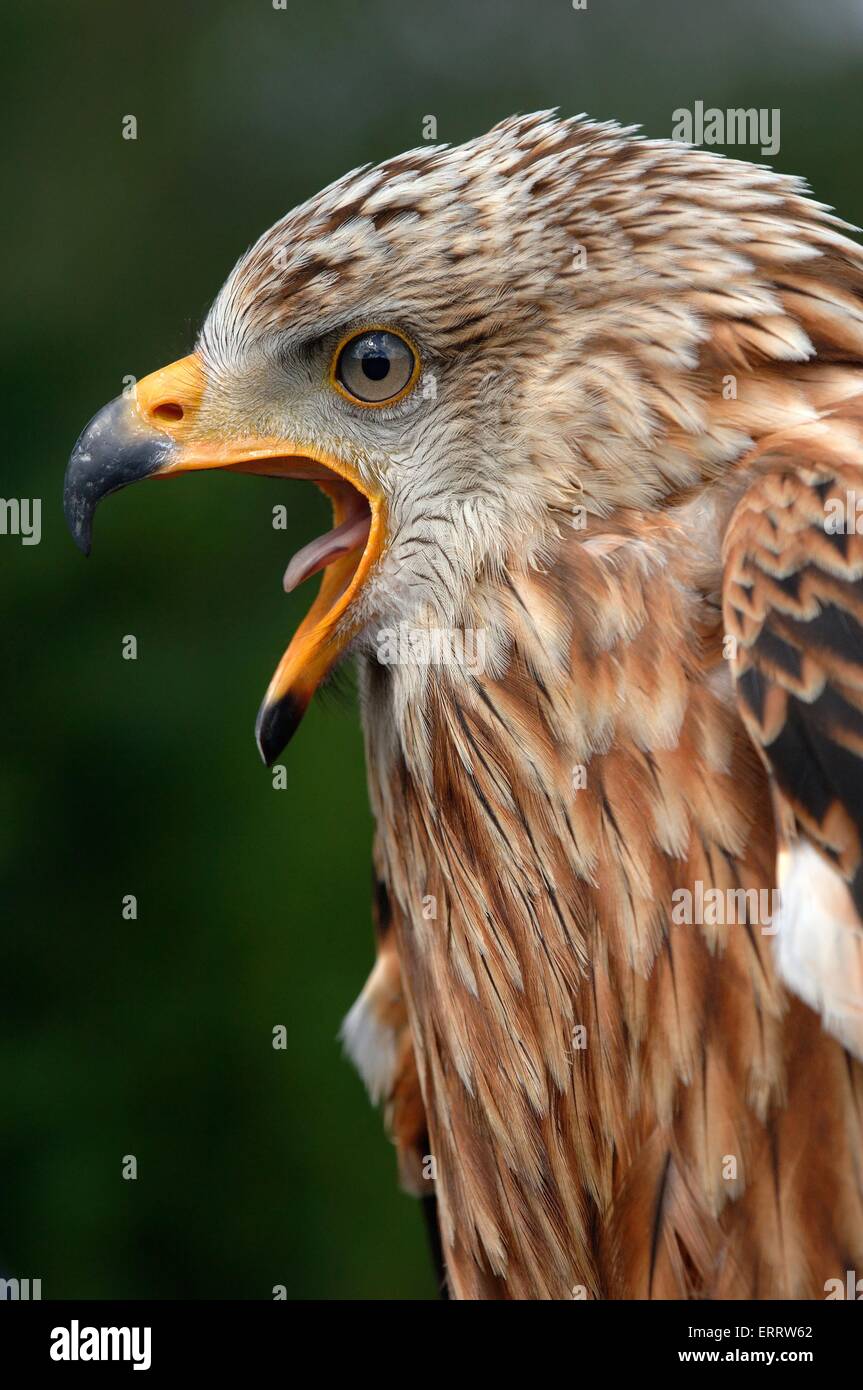 Portrait format red kite hi-res stock photography and images - Alamy
