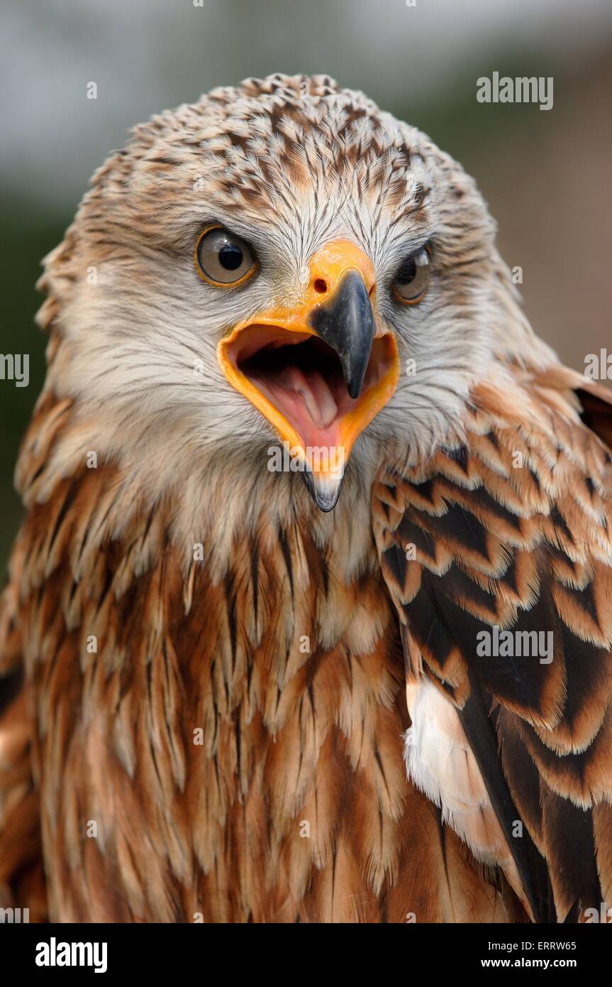 Red beaks bill hi-res stock photography and images - Alamy