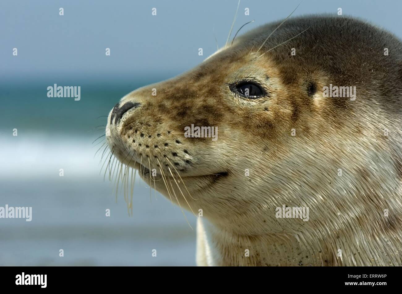 Common seal head profile hi-res stock photography and images - Alamy