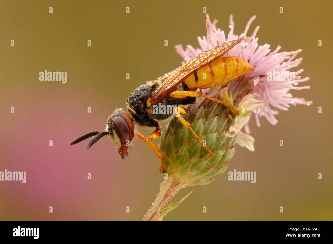 Beewolf insects hi-res stock photography and images - Alamy