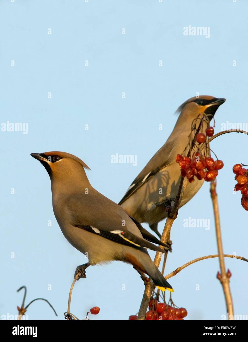 Two bohemian waxwings hi-res stock photography and images - Alamy