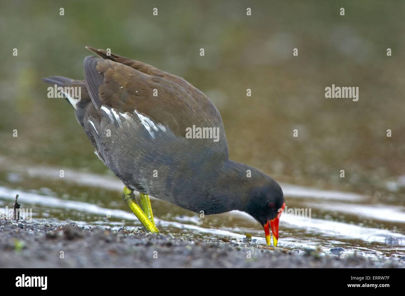 Profile of moorhen hi-res stock photography and images - Alamy