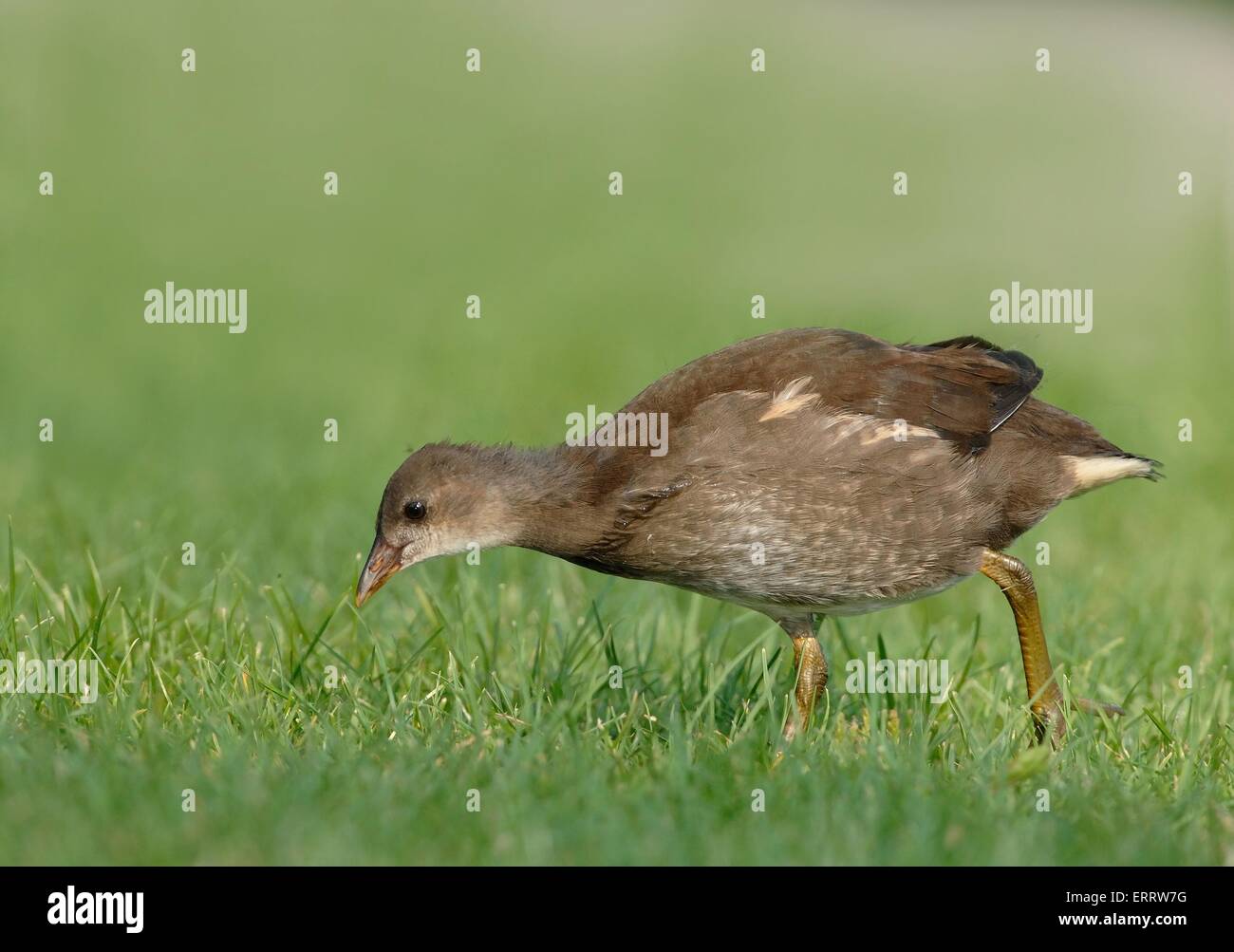 young Common Moorhen Stock Photo - Alamy