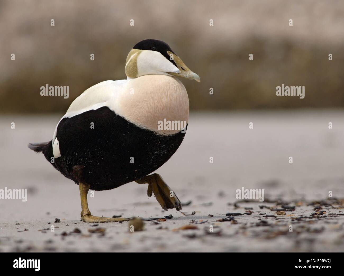 male Common Eider Stock Photo - Alamy