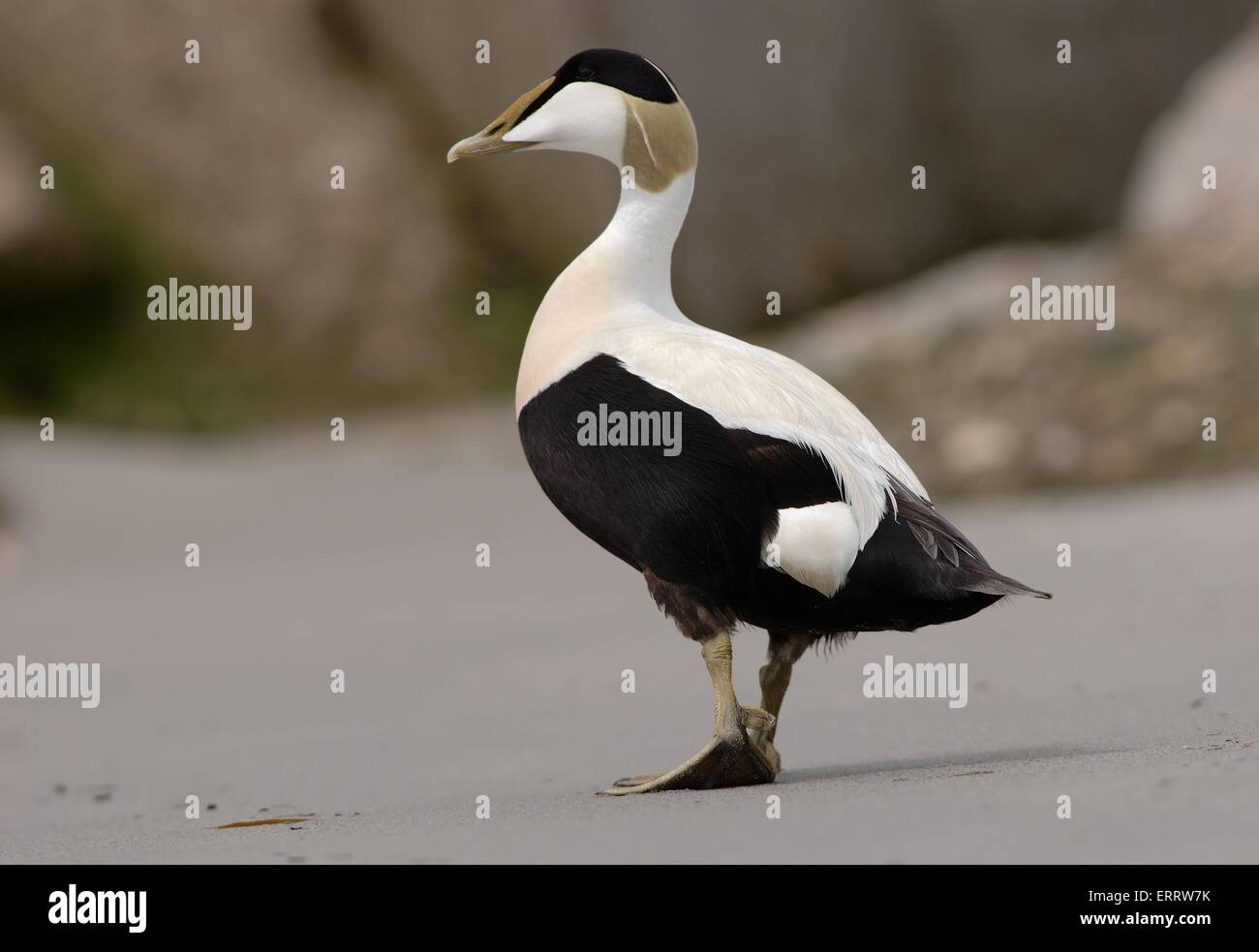 male Common Eider Stock Photo - Alamy