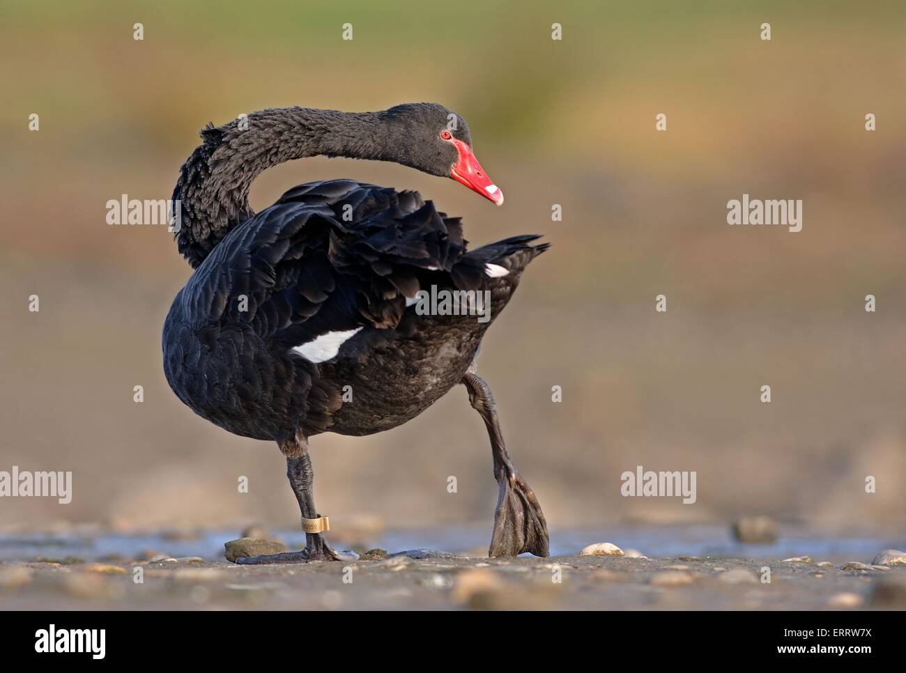 Swan rear view hi-res stock photography and images - Alamy