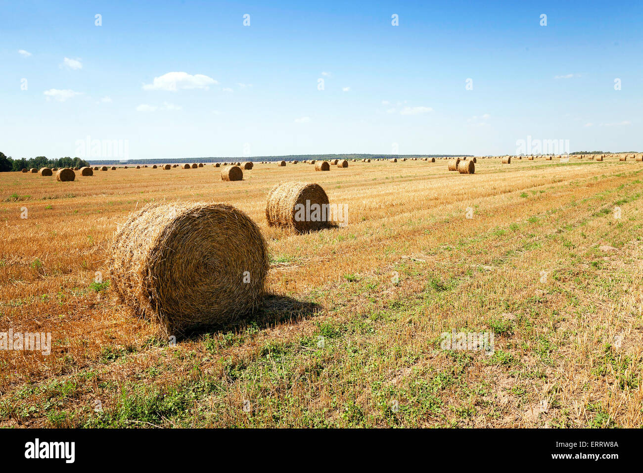 Cutting corn stalks hi-res stock photography and images - Alamy