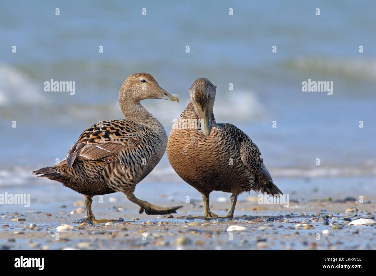female Common Eider Stock Photo - Alamy