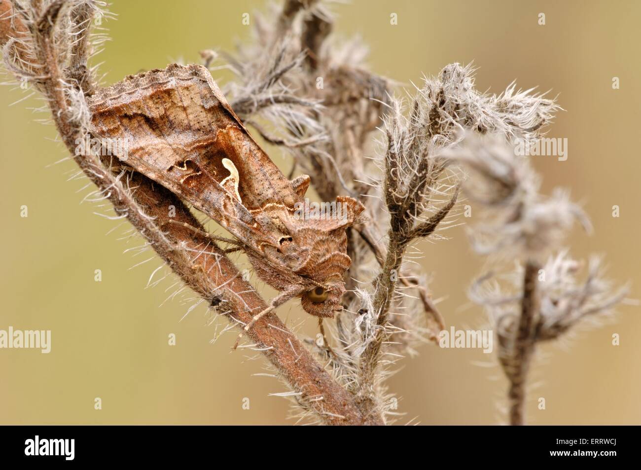 Gamma owl hi-res stock photography and images - Alamy