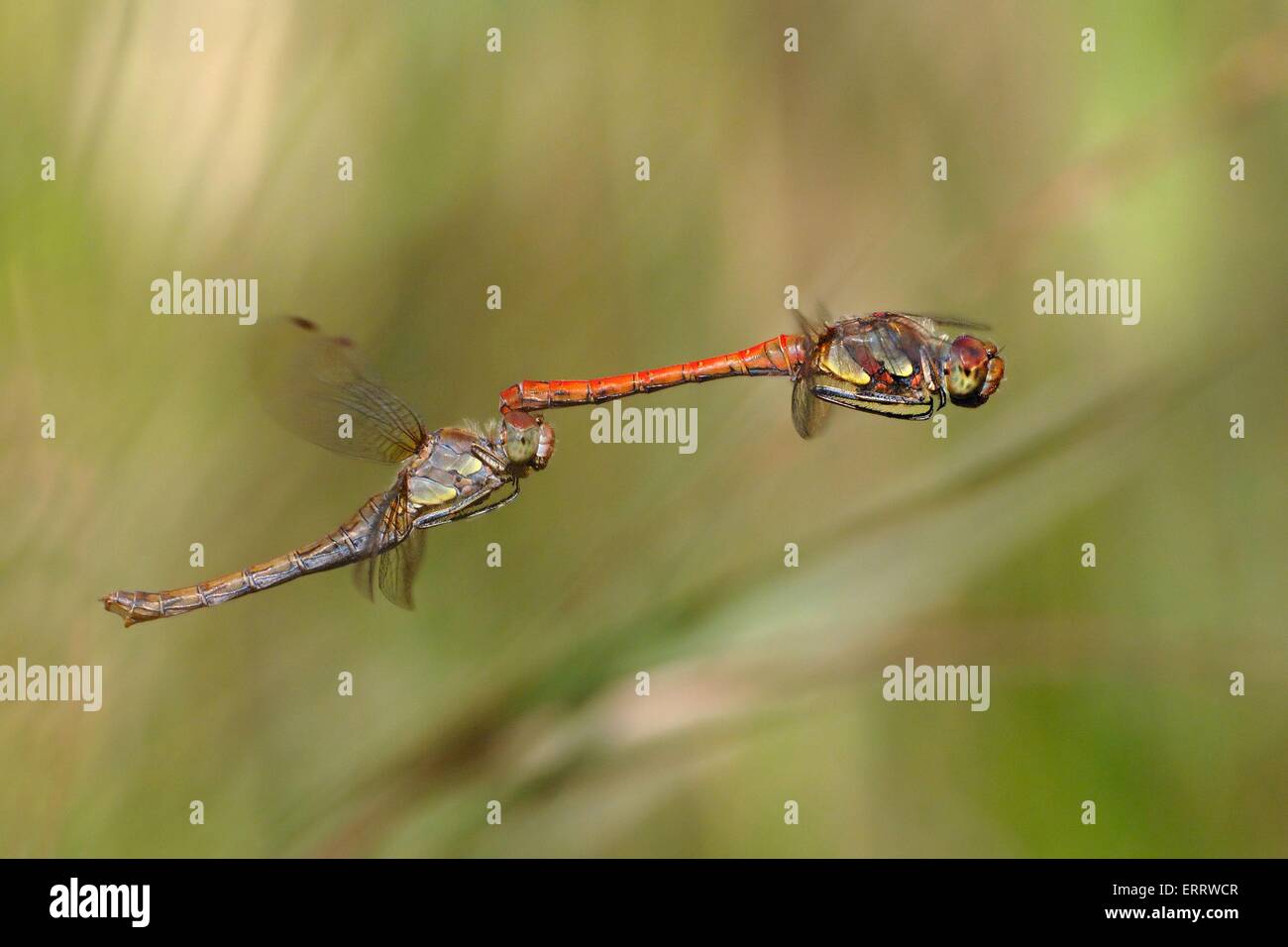 Two flying dragonflies hi-res stock photography and images - Alamy