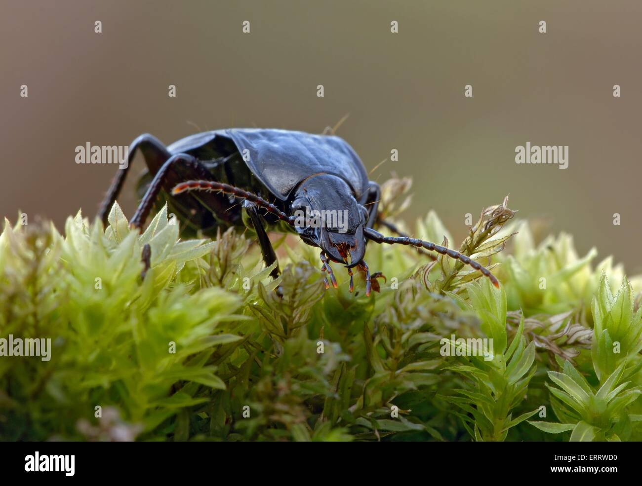 Chafer wood hi-res stock photography and images - Alamy