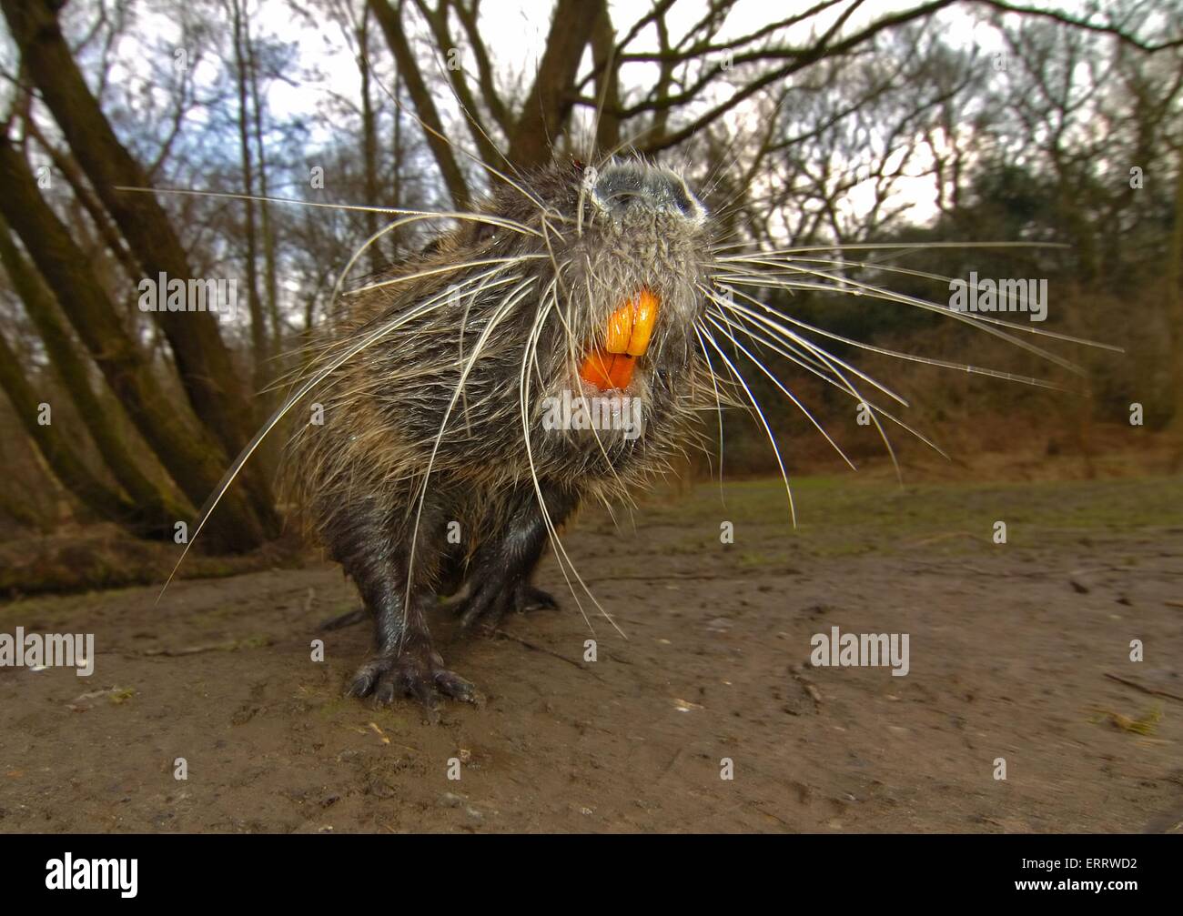 Nutria rodent teeth hi-res stock photography and images - Alamy