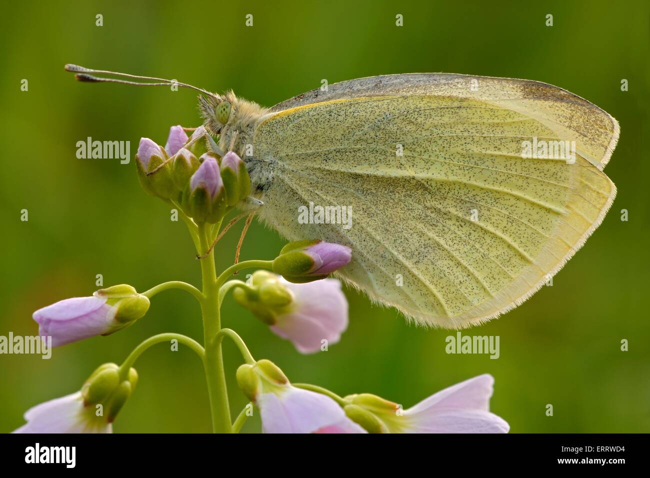 Small White Pieris rapae Stock Photo - Alamy