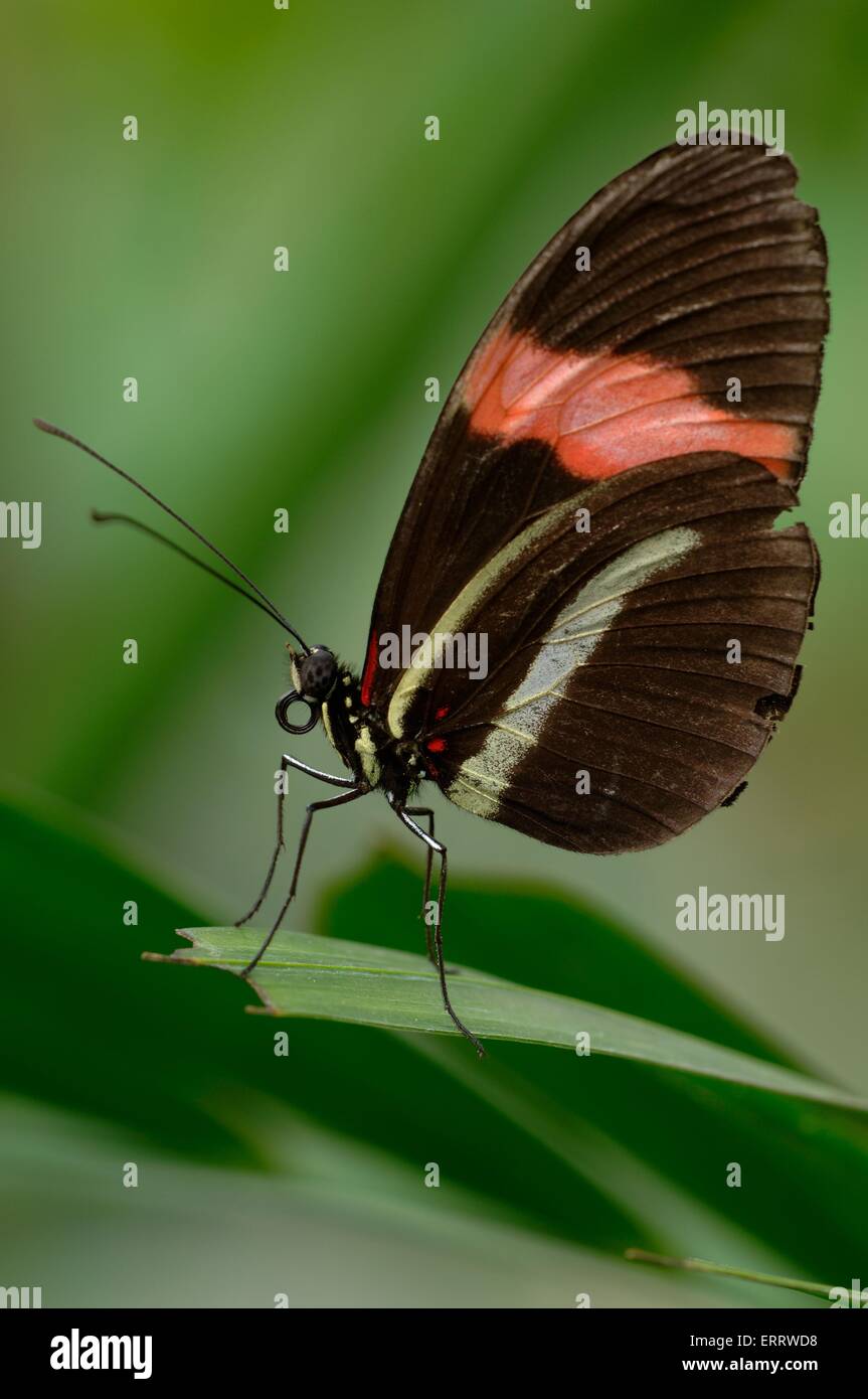Postman butterflies hi-res stock photography and images - Alamy